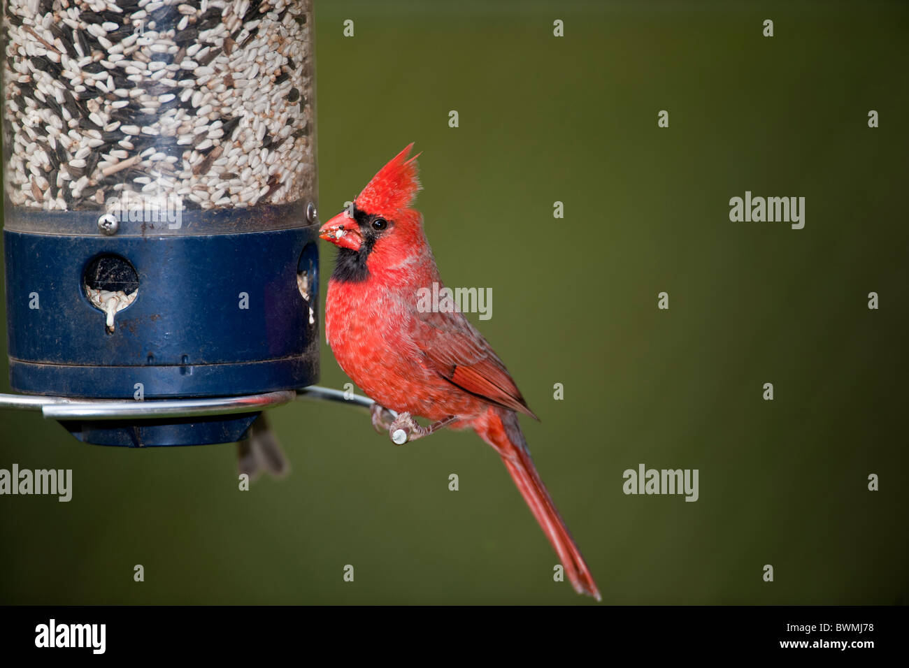 Male Northern Cardinal on seed feeder Stock Photo - Alamy