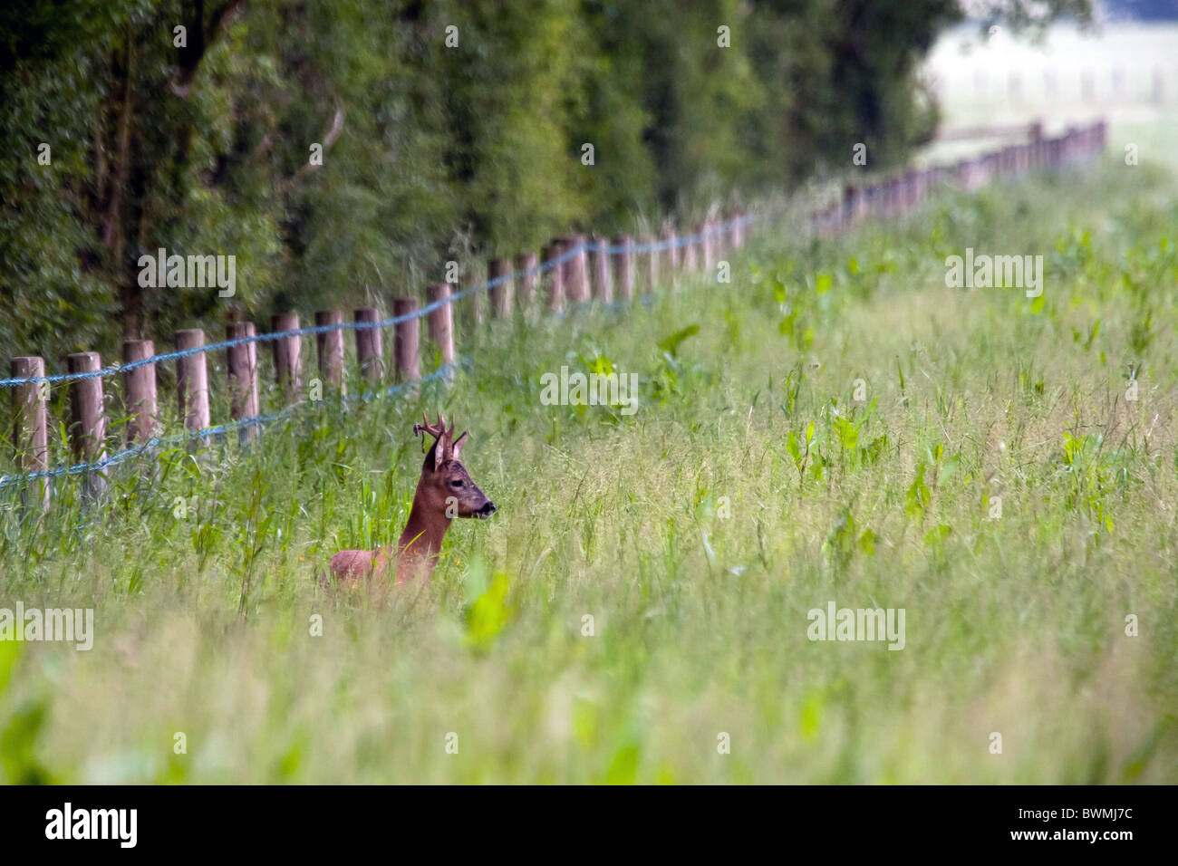 A Roe Deer buck resting in a wild grass meadow, near woodland and ...