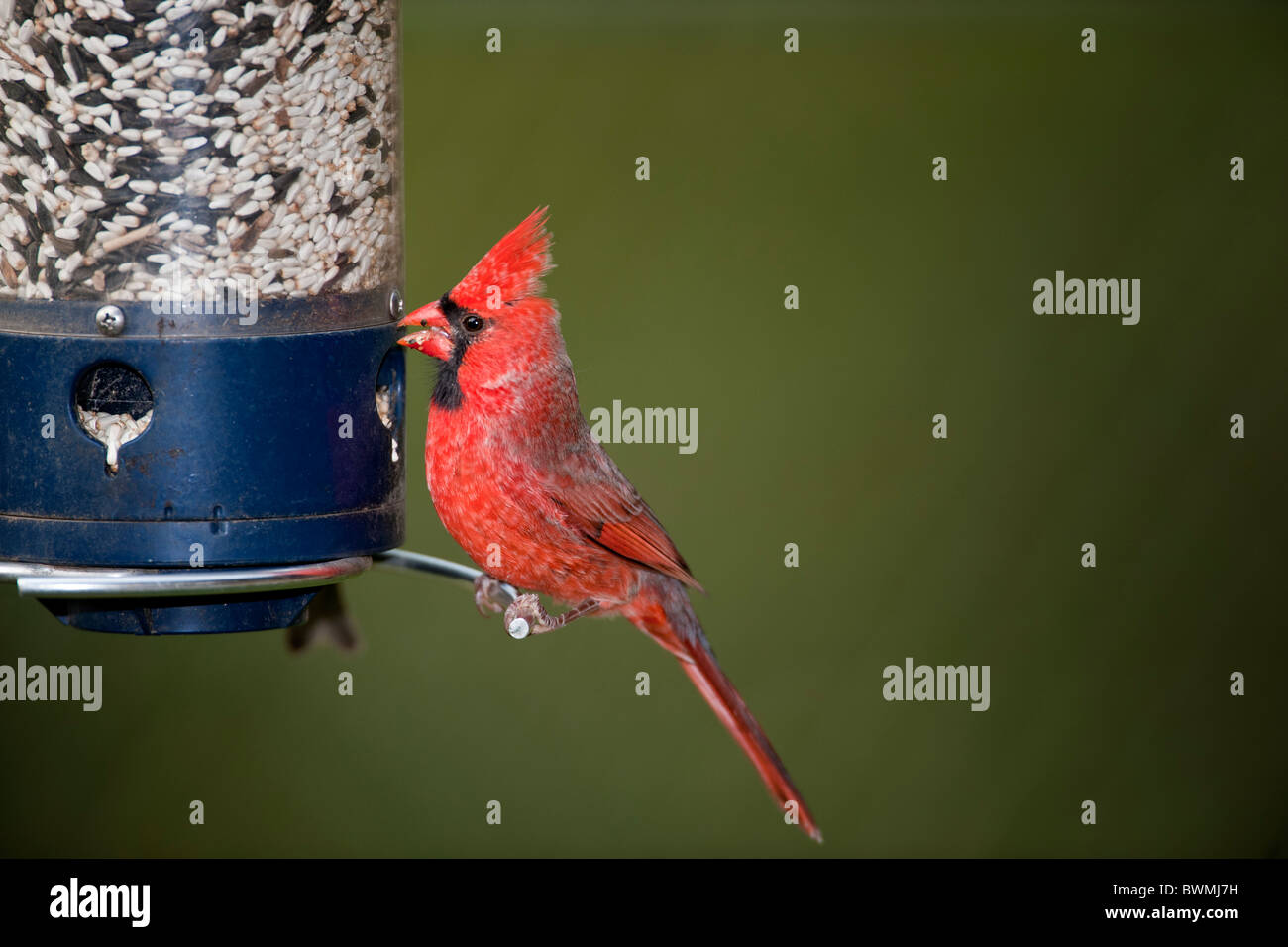 Male Northern Cardinal on seed feeder Stock Photo - Alamy