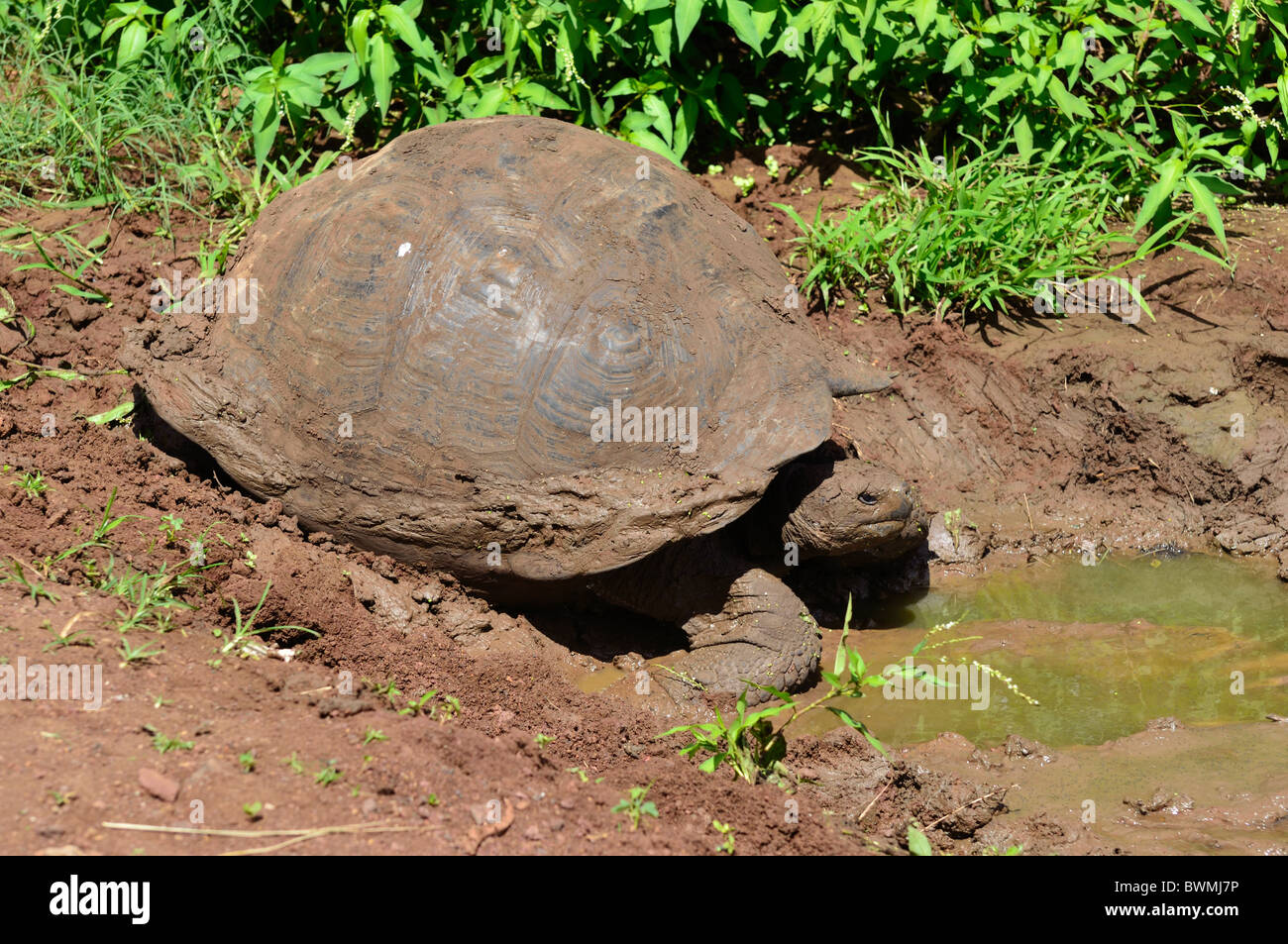 Galapagos Giant Tortoise in the wild Stock Photo - Alamy