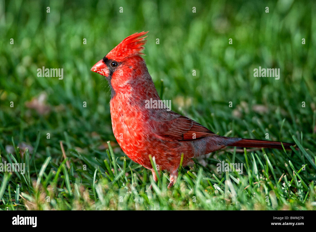 Male Northern Cardinal in green grass Stock Photo - Alamy