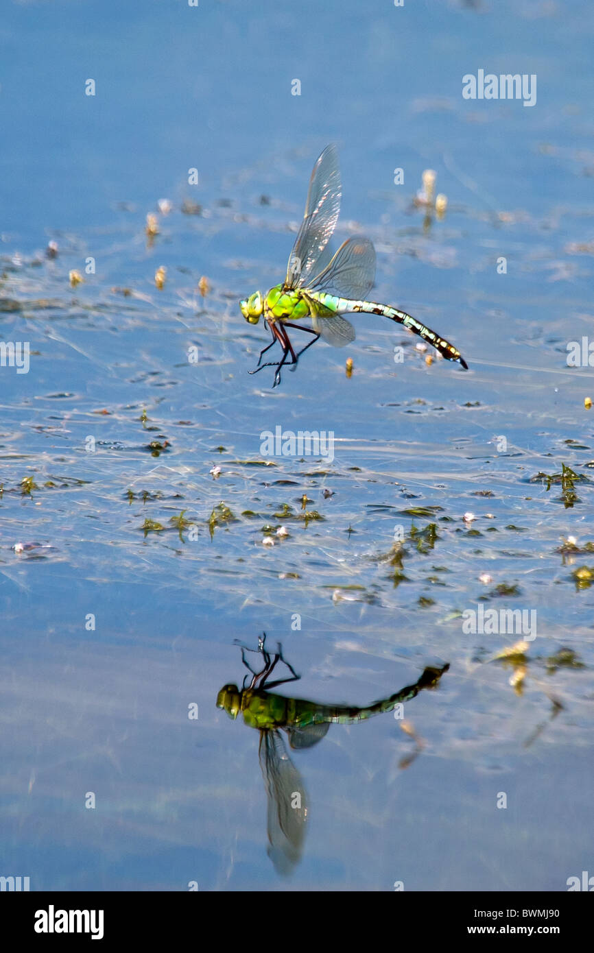Dragonfly over water hi-res stock photography and images - Alamy