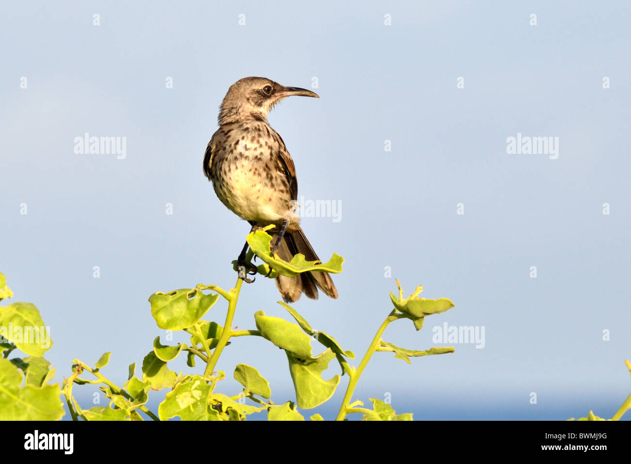 Pacific mockingbird hi-res stock photography and images - Alamy