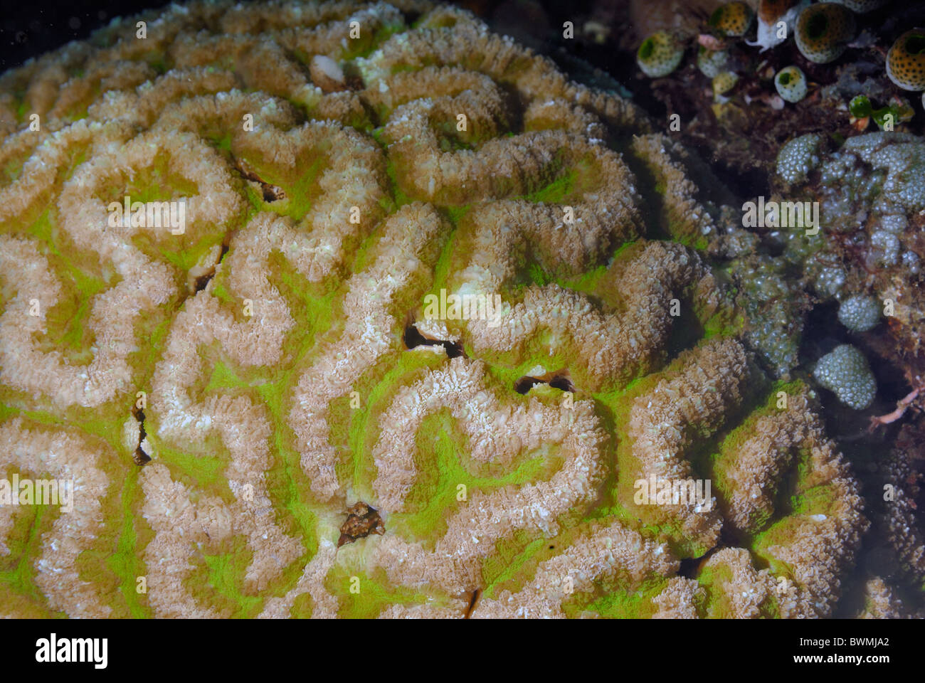 Symphyllia brain coral hi-res stock photography and images - Alamy