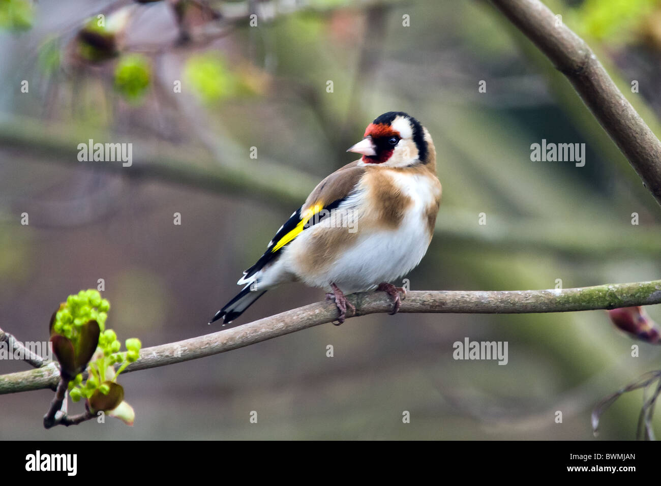 A Goldfinch on a Sycamore tree branch over a garden. The bird was ...