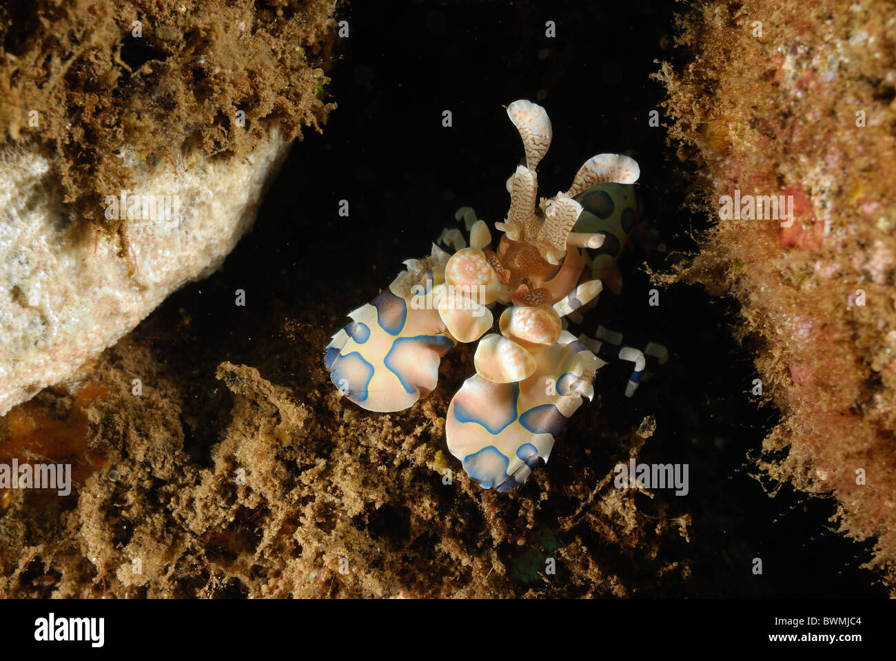 Blue Harlequin Shrimp Hymenocera elegans, Gnathophyllidae, Bali ...