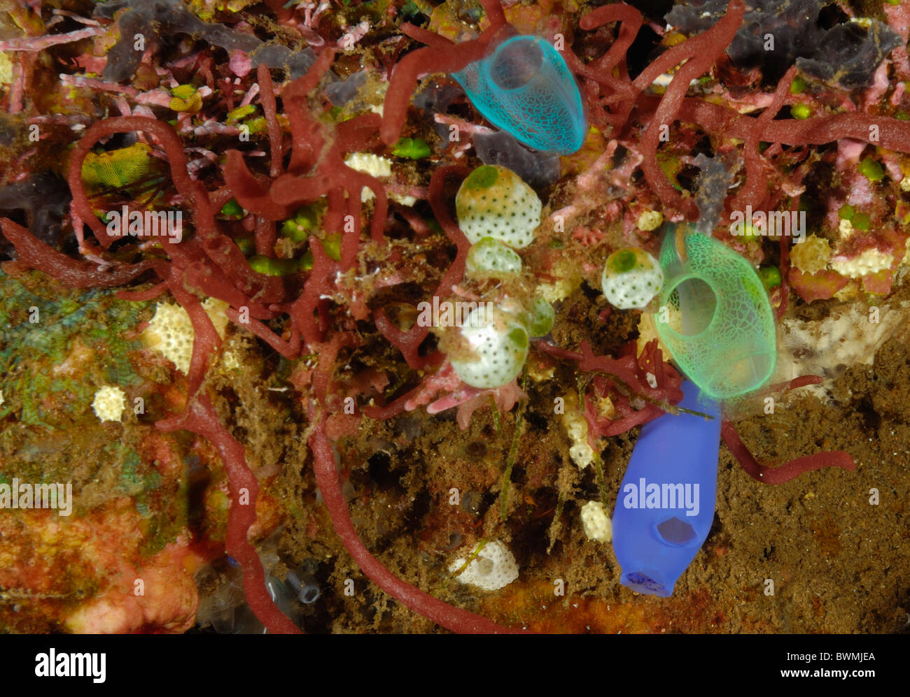 Underwater horizontal invertebrate tunicate reef hi-res stock ...