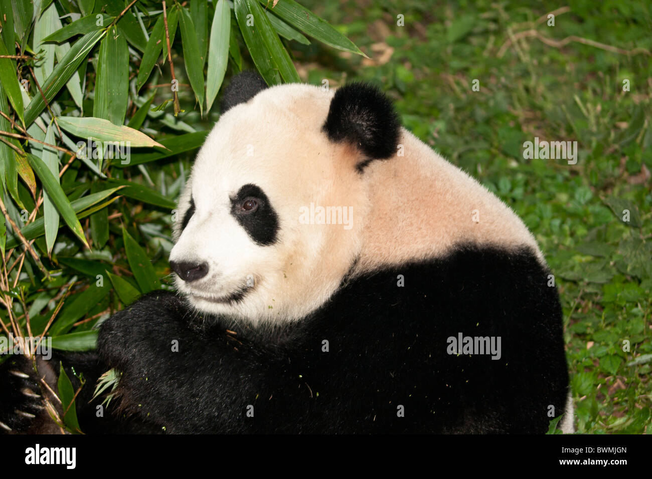 Panda bear profile hi-res stock photography and images - Alamy