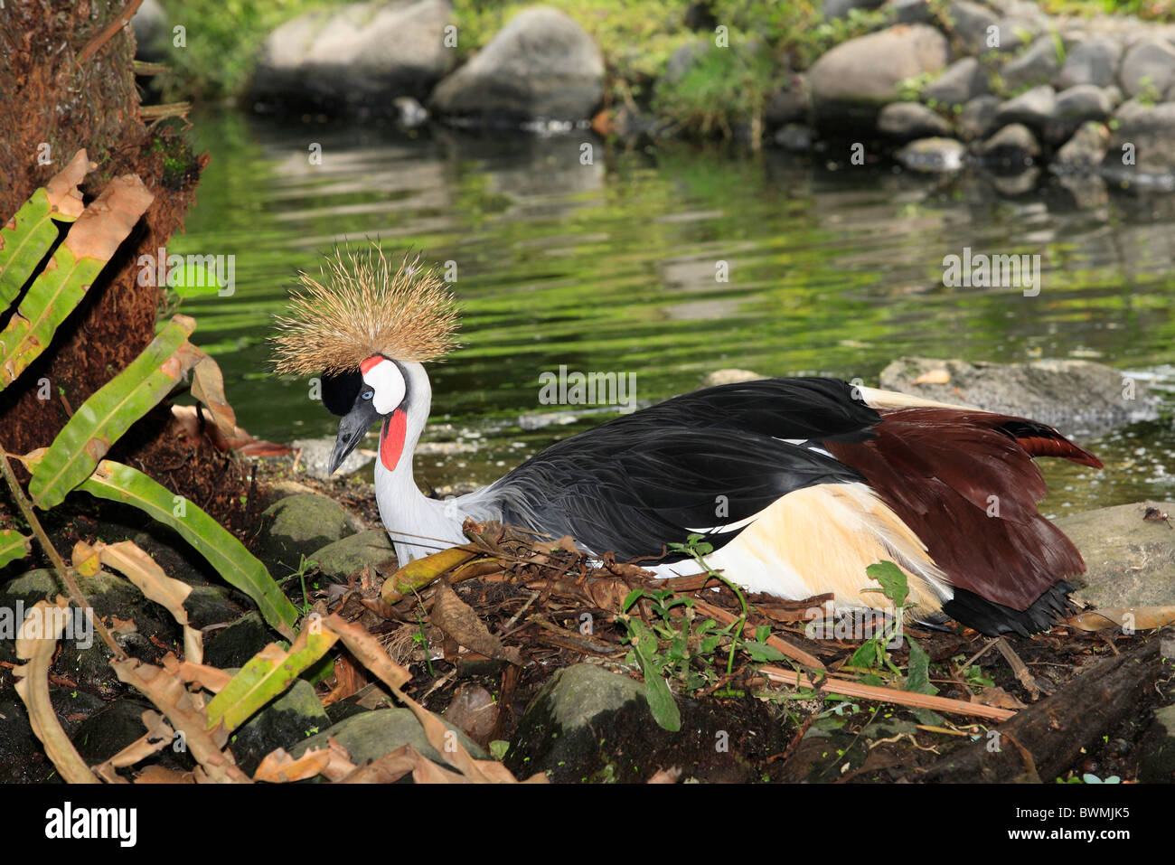 Grey, or African Crowned Crane, Balearica regulorum, sitting on the ...