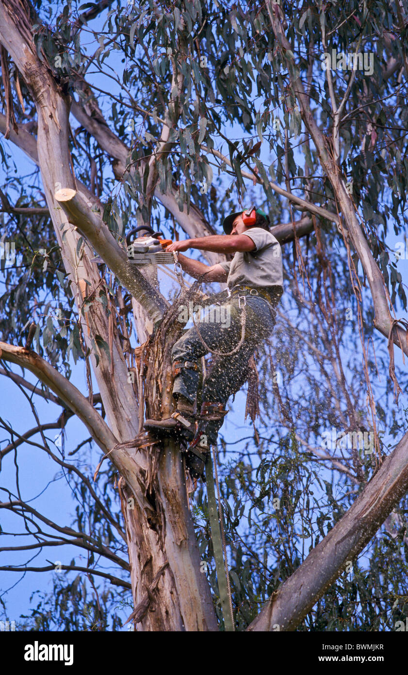 Professional tree surgeon, arborist, Australia Stock Photo - Alamy