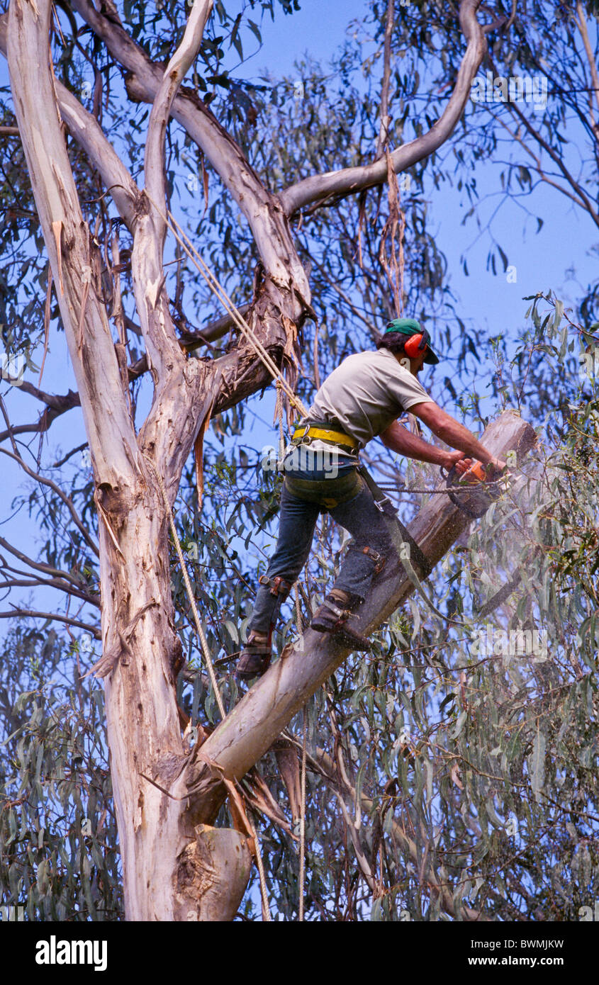 Professional tree surgeon, arborist, Australia Stock Photo - Alamy