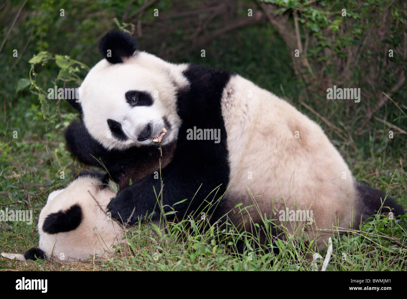 Giant pandas, Ailuropoda melanoleuca, at the Giant Panda Breeding ...