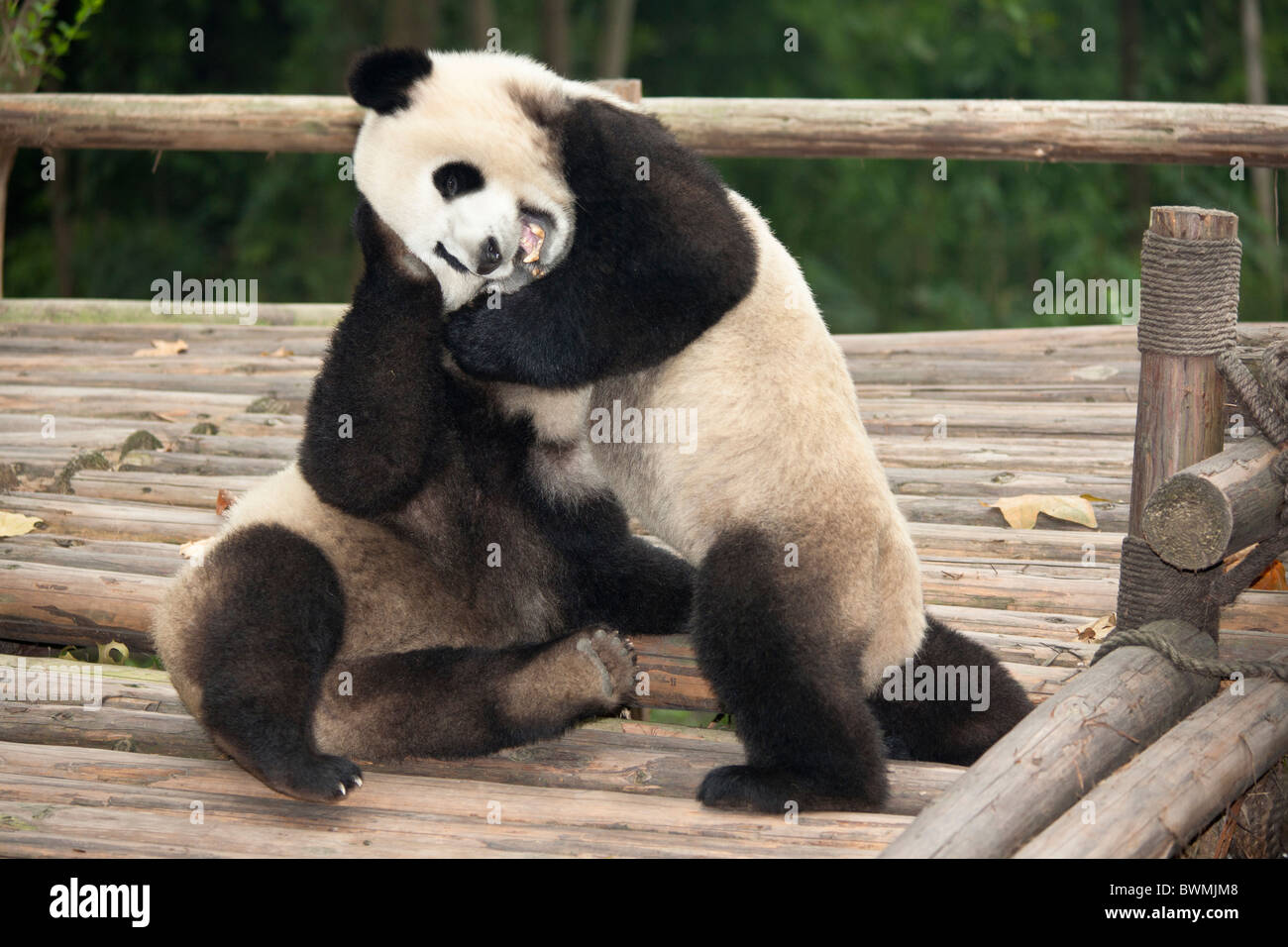 Giant pandas, Ailuropoda melanoleuca, at the Giant Panda Breeding ...