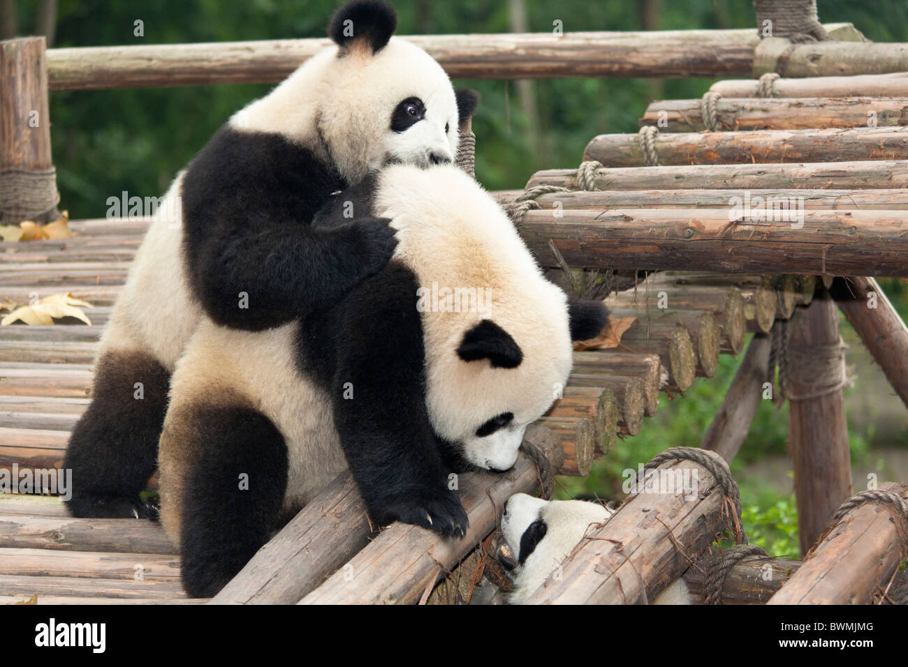 Pandas captive breeding hi-res stock photography and images - Alamy