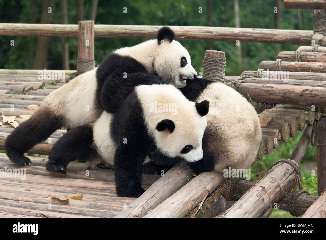 Giant pandas, Ailuropoda melanoleuca, at the Giant Panda Breeding ...
