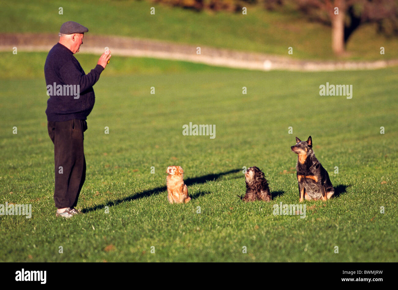 Owner training dogs, Australia Stock Photo - Alamy