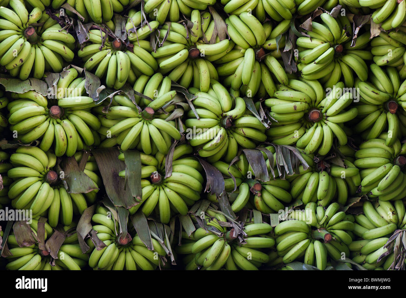 Indian bananas hi-res stock photography and images - Alamy