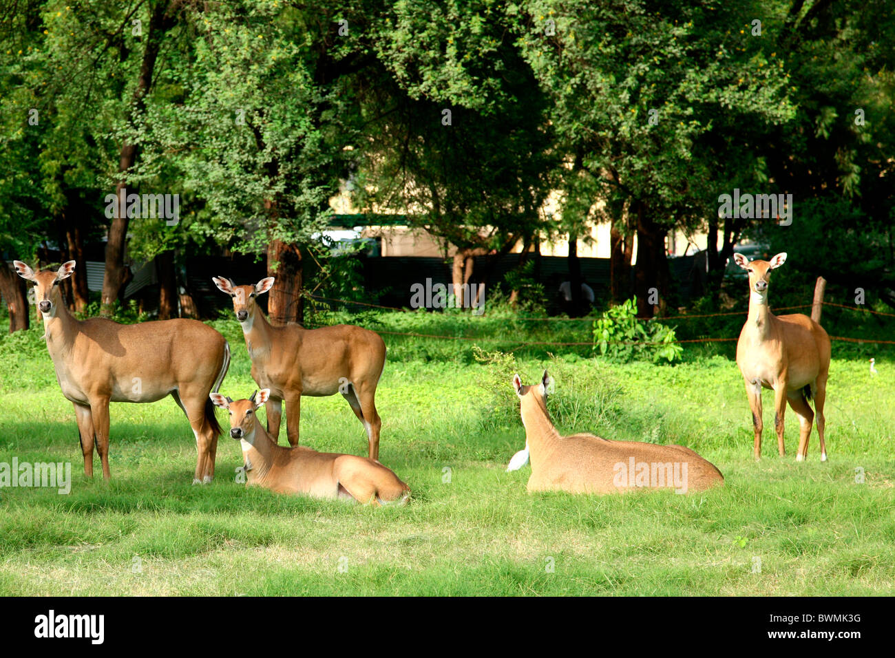 Blue Bull -(Boselaphus tragocamelus Stock Photo - Alamy