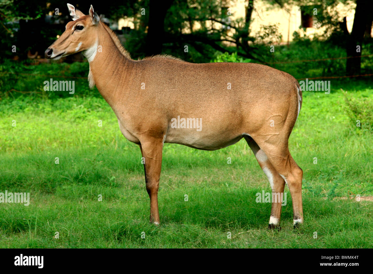Blue Bull -(Boselaphus tragocamelus Stock Photo - Alamy