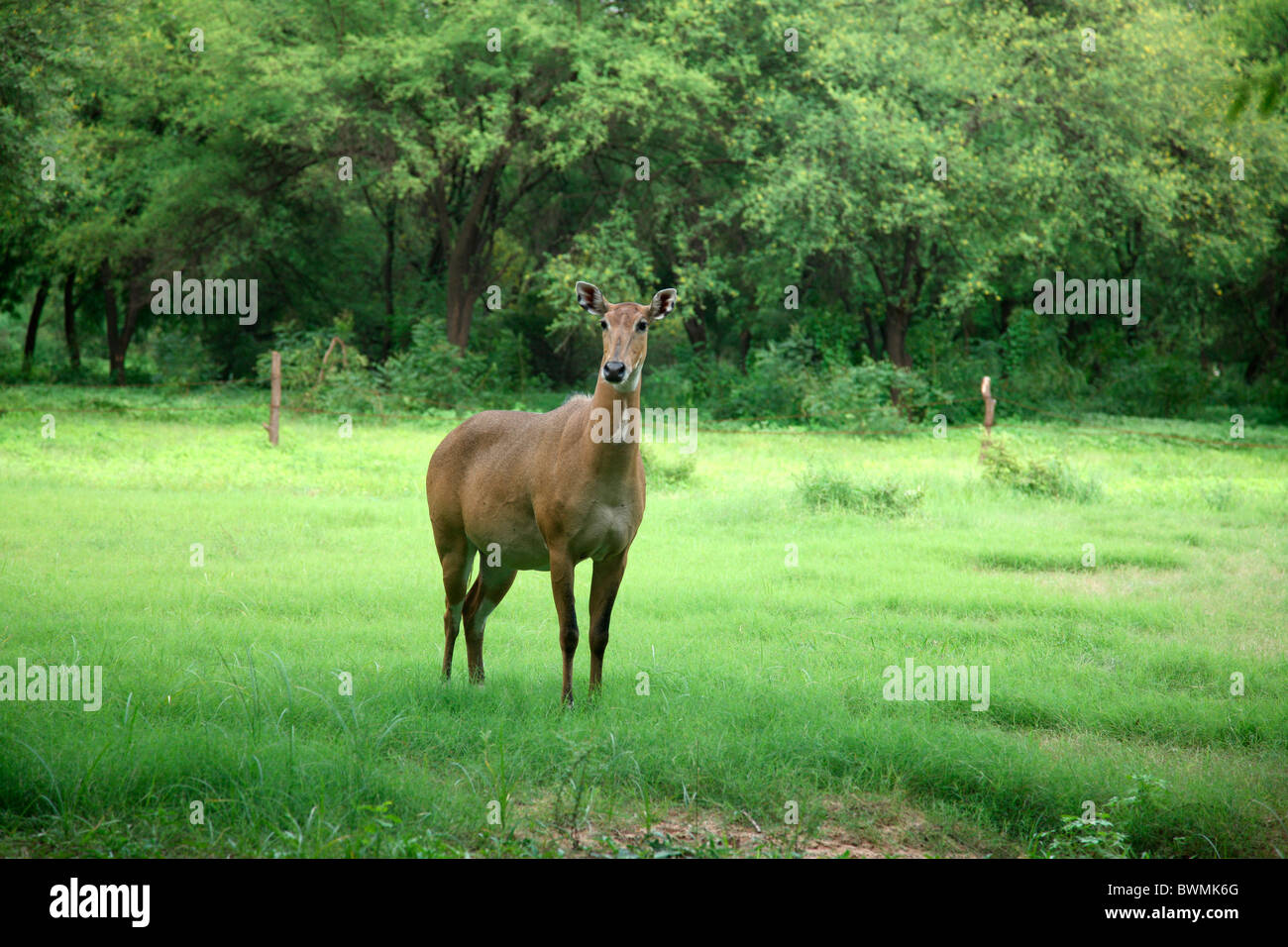 Blue bull animal hi-res stock photography and images - Alamy