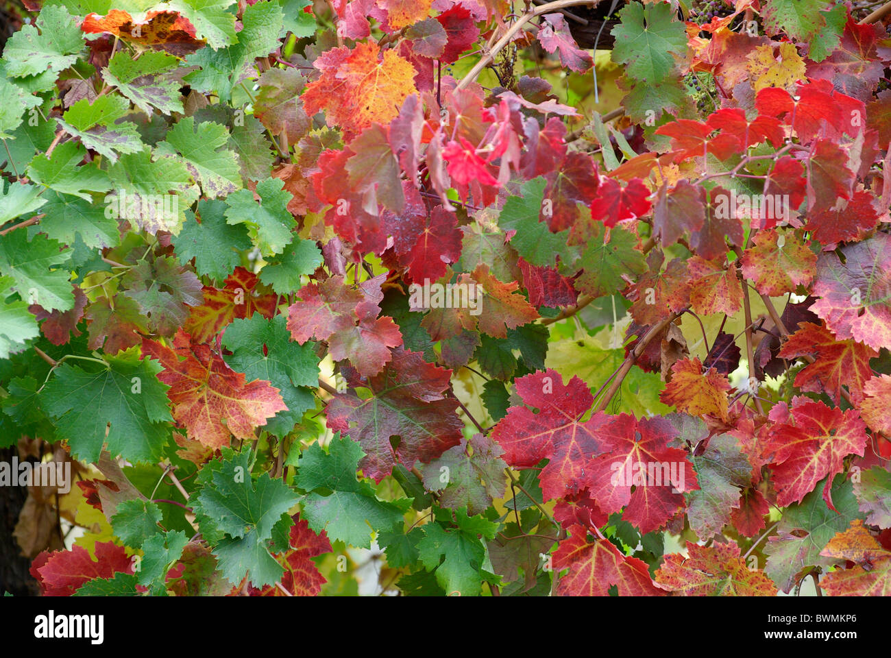 autumn leaves wine grape Stock Photo - Alamy