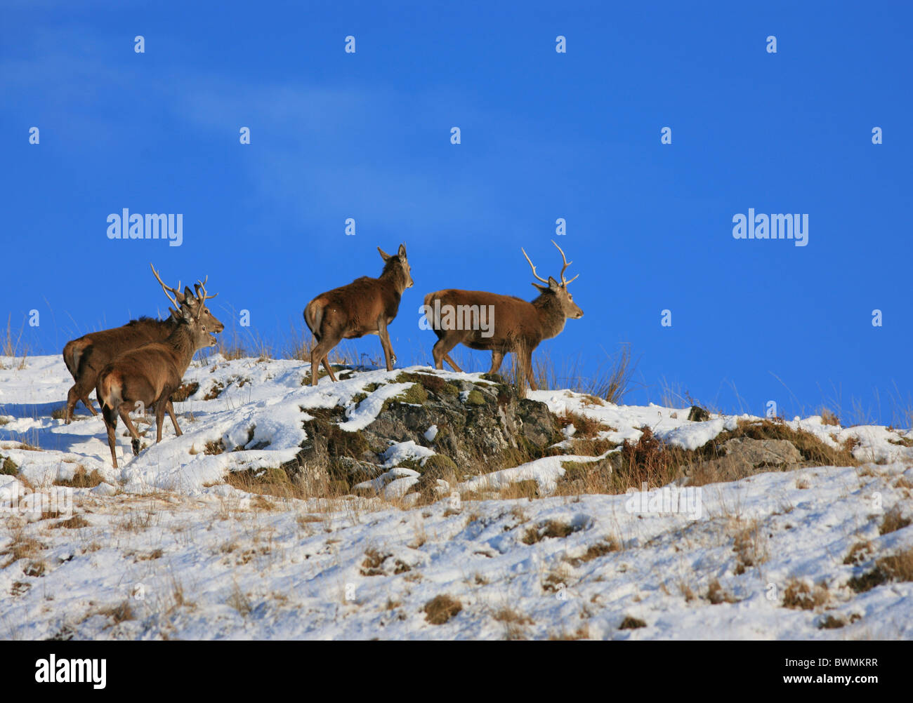 Scottish stags hi-res stock photography and images - Alamy