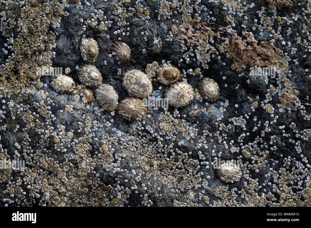 Limpets are aquatic snails with a shell that is broadly conical in ...
