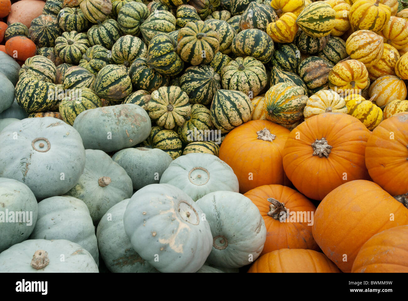 Variety of different pumpkins and squashes at the pumpkin festival in ...