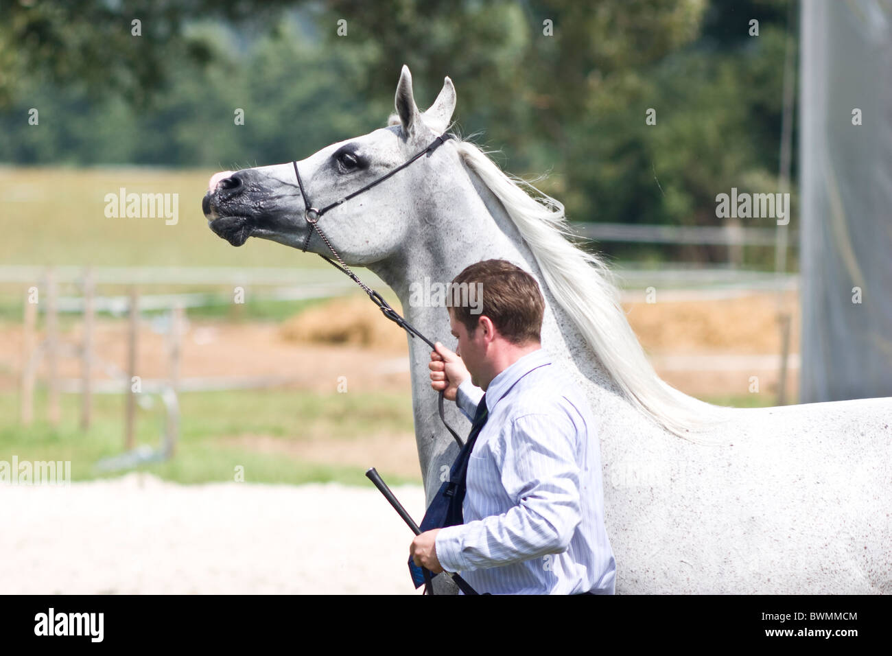 Champion Stallion High Resolution Stock Photography and Images - Alamy