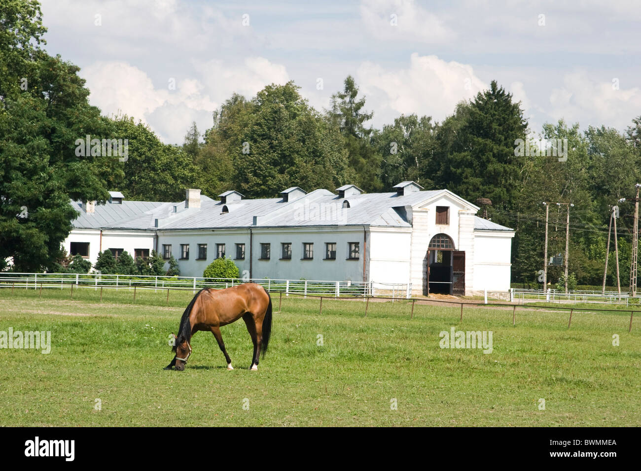 Arabian horse stables hi-res stock photography and images - Alamy
