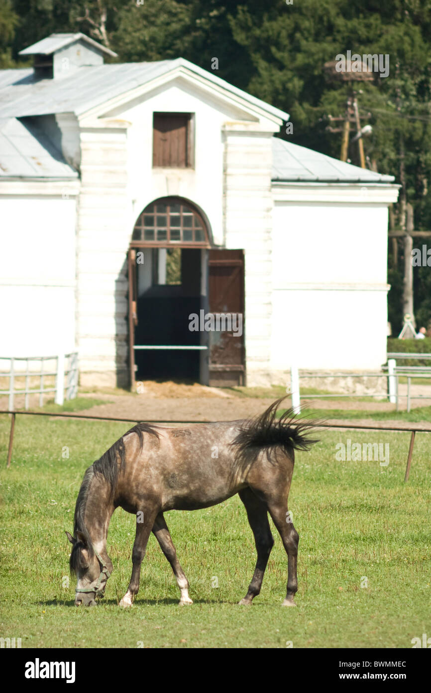 Arabian horse stables hi-res stock photography and images - Alamy