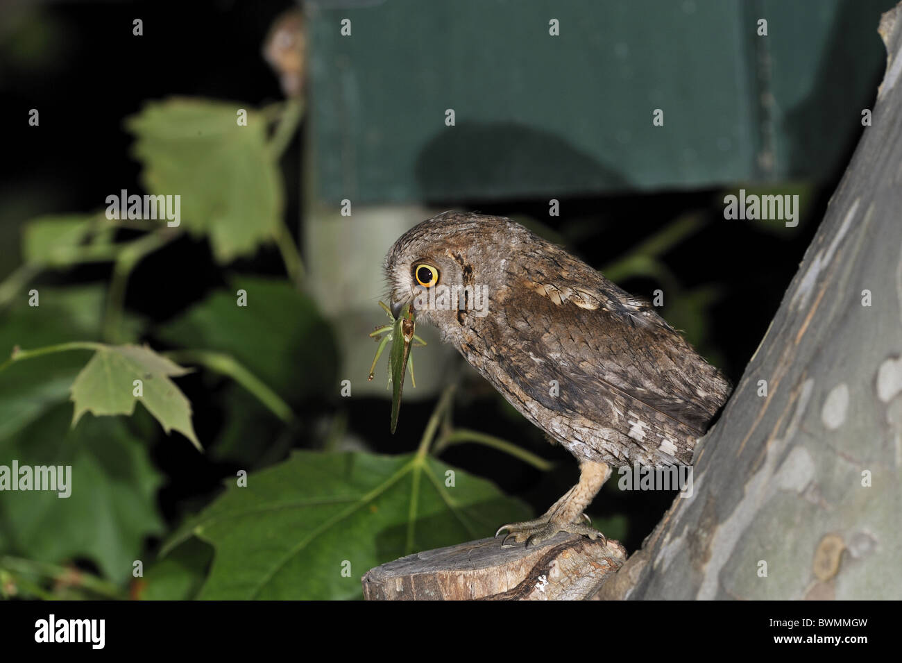 Scops owl - Eurasian scops owl - European scops owl (Otus scops ...