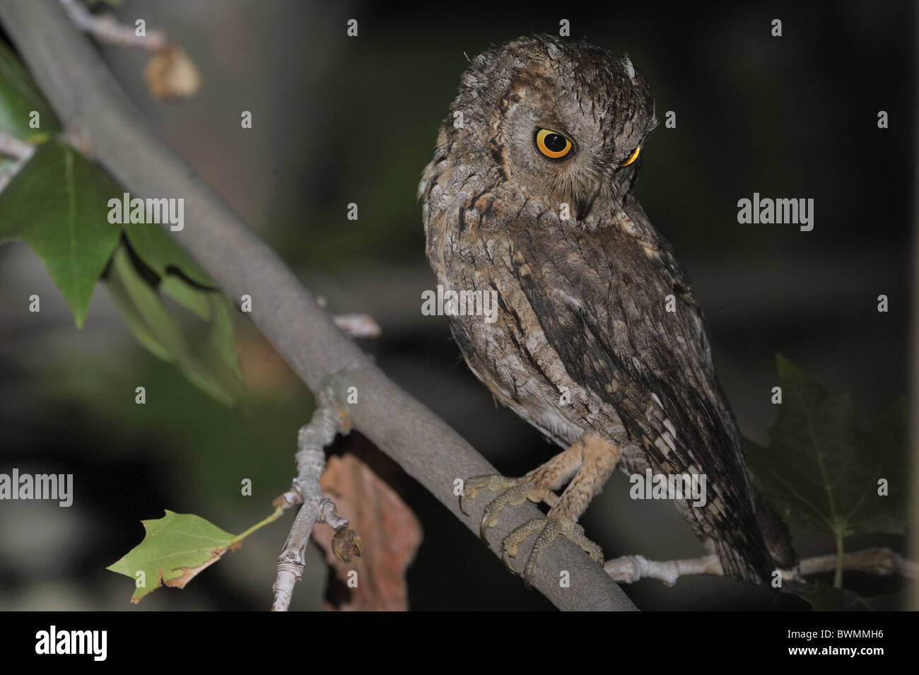 Scops owl - Eurasian scops owl - European scops owl (Otus scops ...