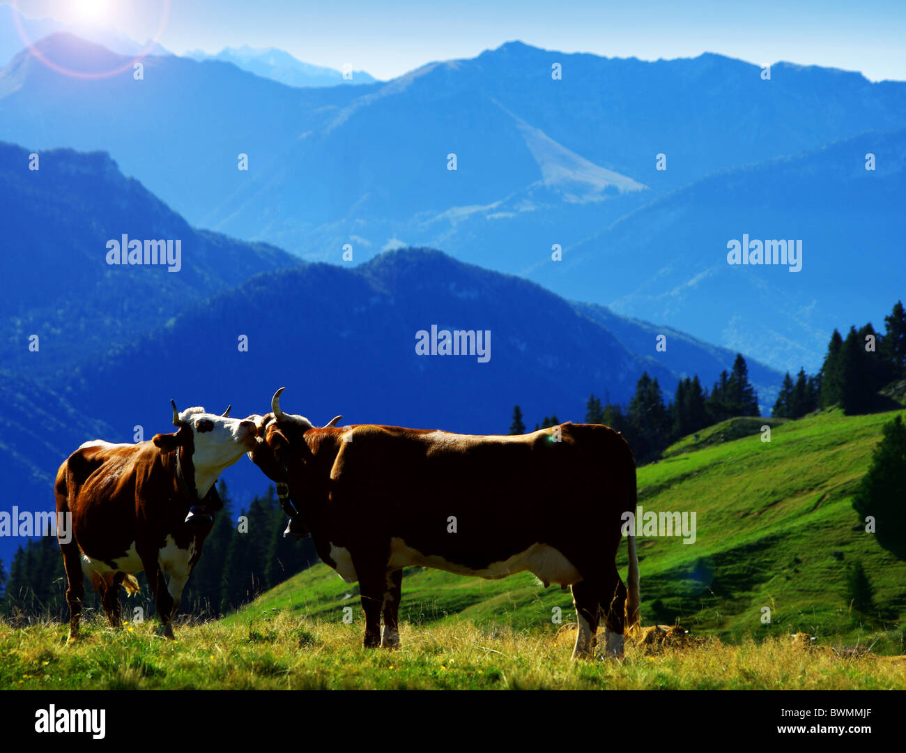 kisses a cow Stock Photo - Alamy