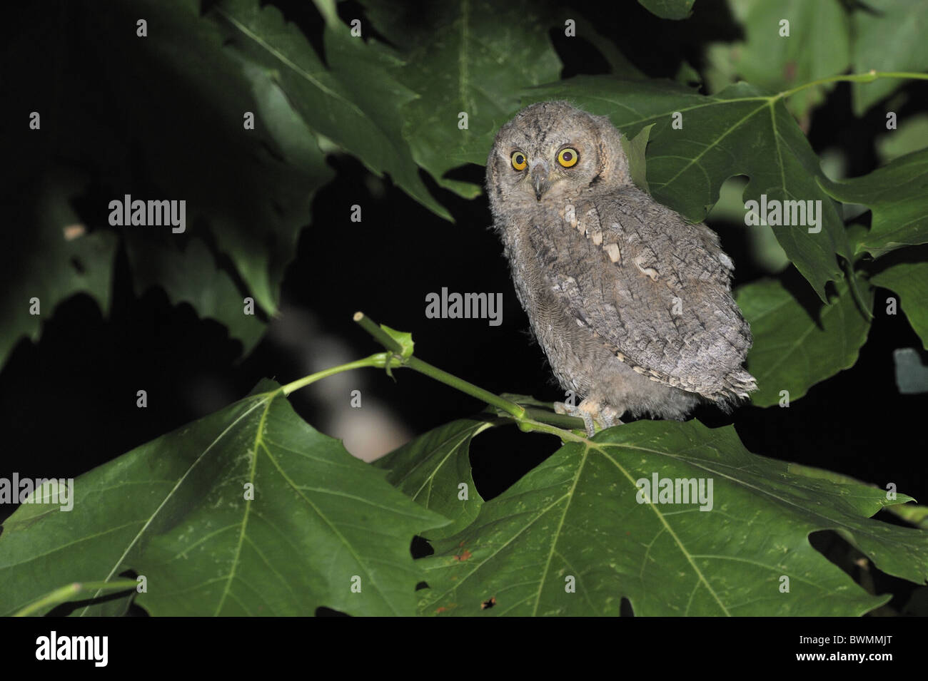 Scops owl - Eurasian scops owl - European scops owl (Otus scops) chick ...