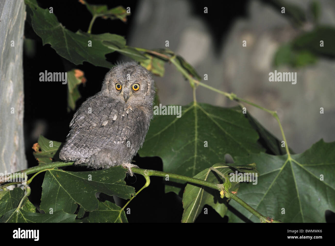Scops owl - Eurasian scops owl - European scops owl (Otus scops) chick ...