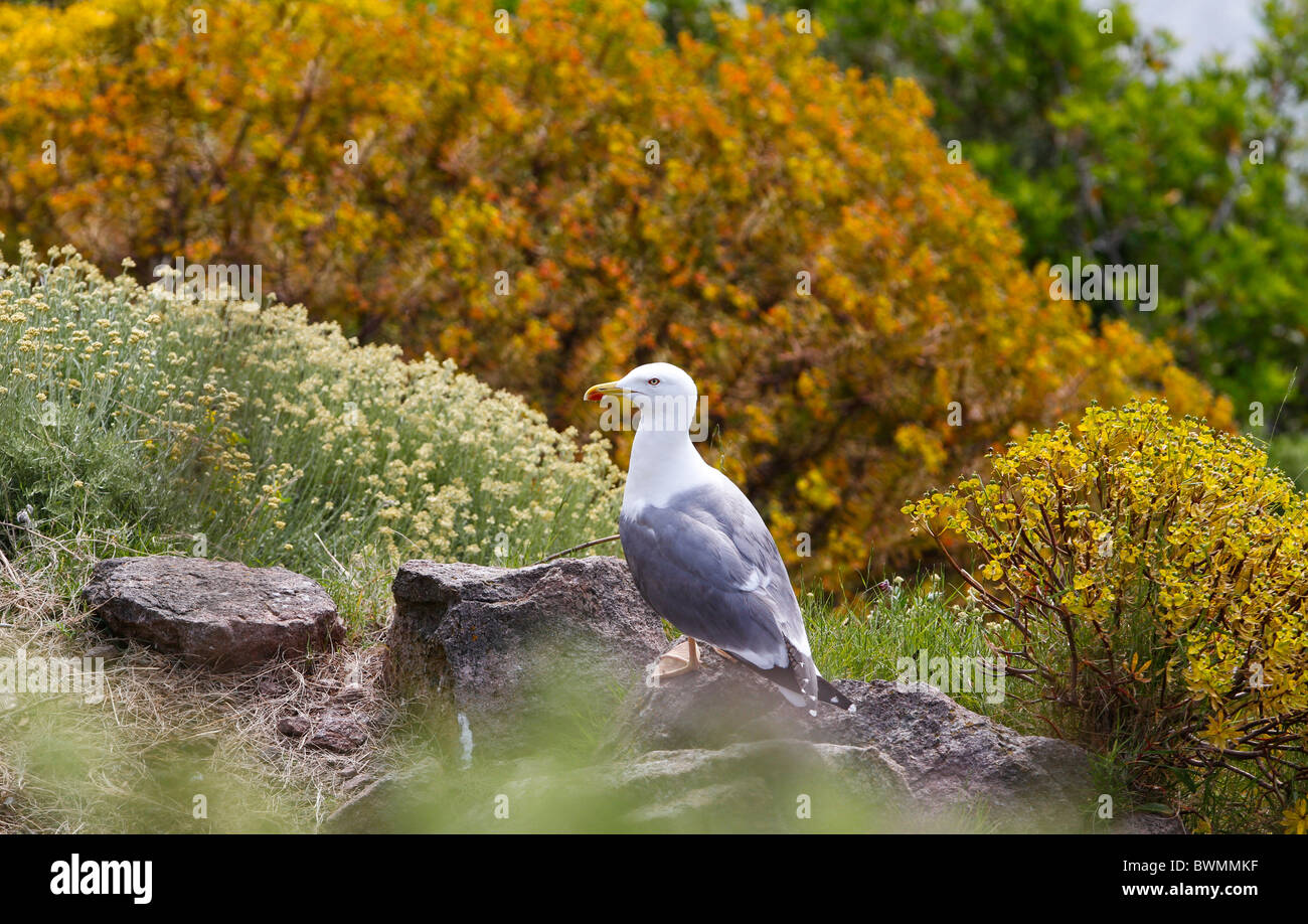 profile scene sea seagull pier outdoor natural air Stock Photo - Alamy
