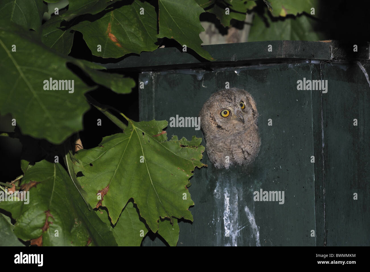 Scops owl - Eurasian scops owl - European scops owl (Otus scops) chick ...
