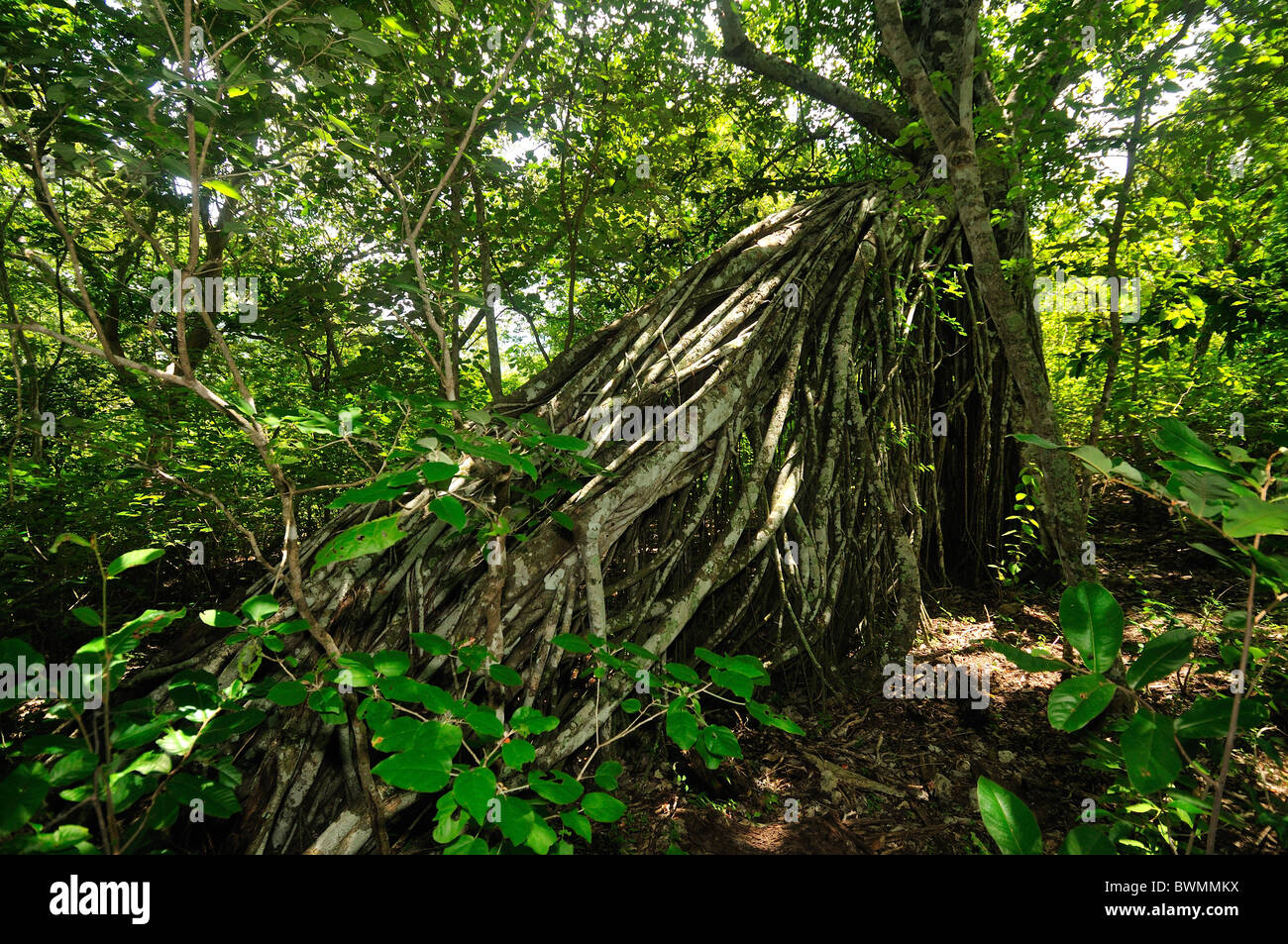 Weeping fig hi-res stock photography and images - Alamy