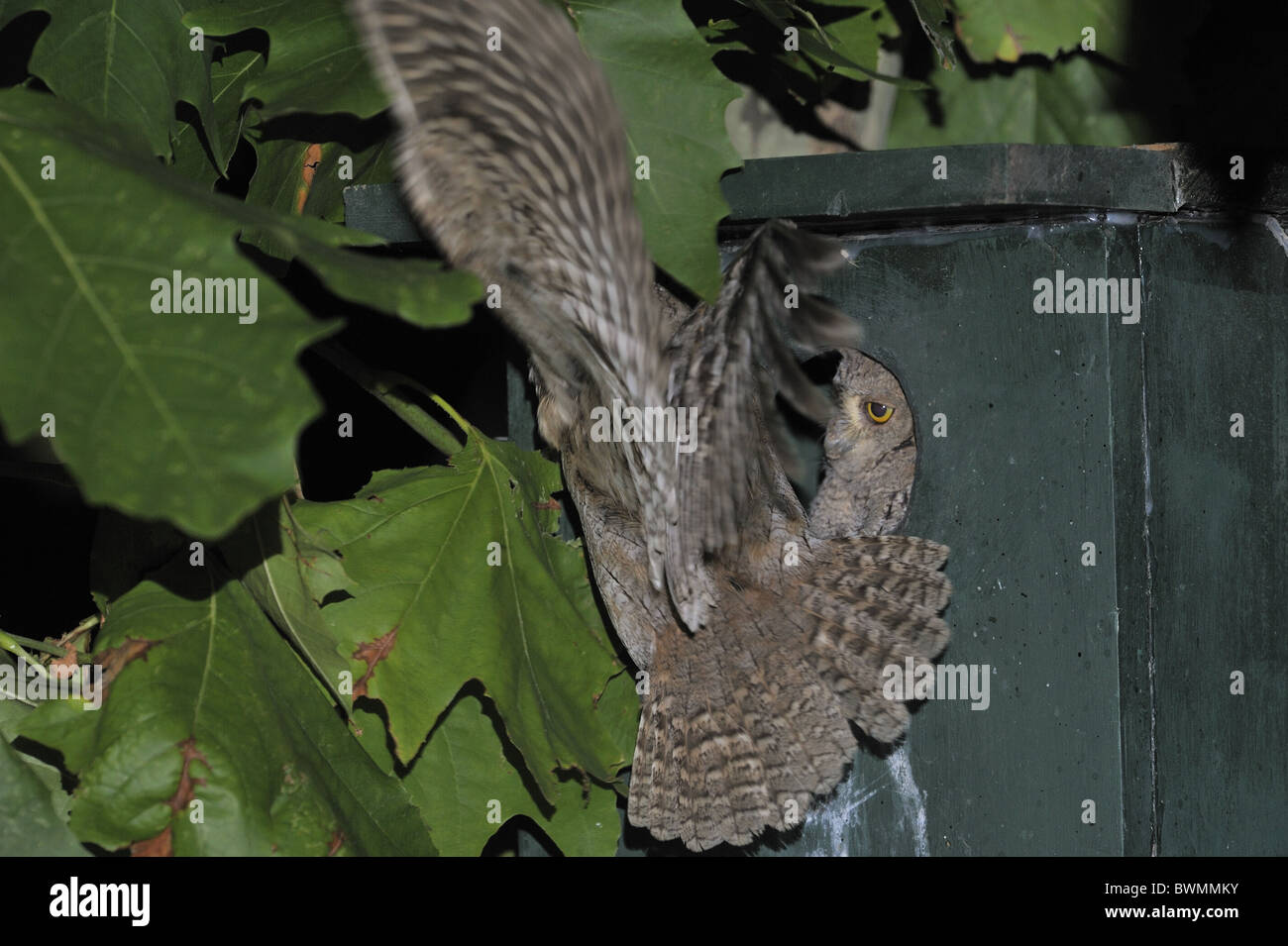 Scops owl - Eurasian scops owl - European scops owl (Otus scops) adult ...