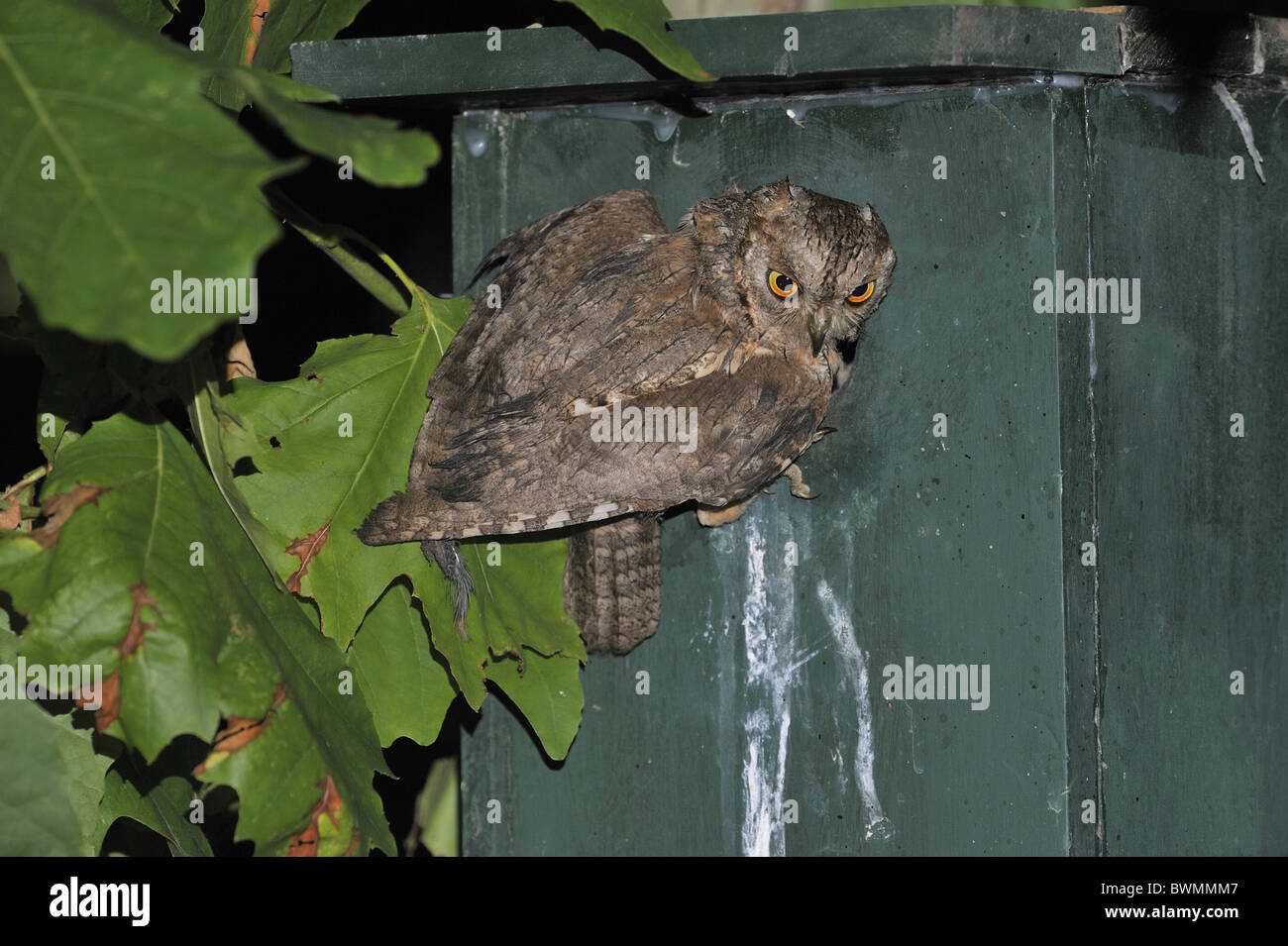 Scops owl - Eurasian scops owl - European scops owl (Otus scops) adult ...