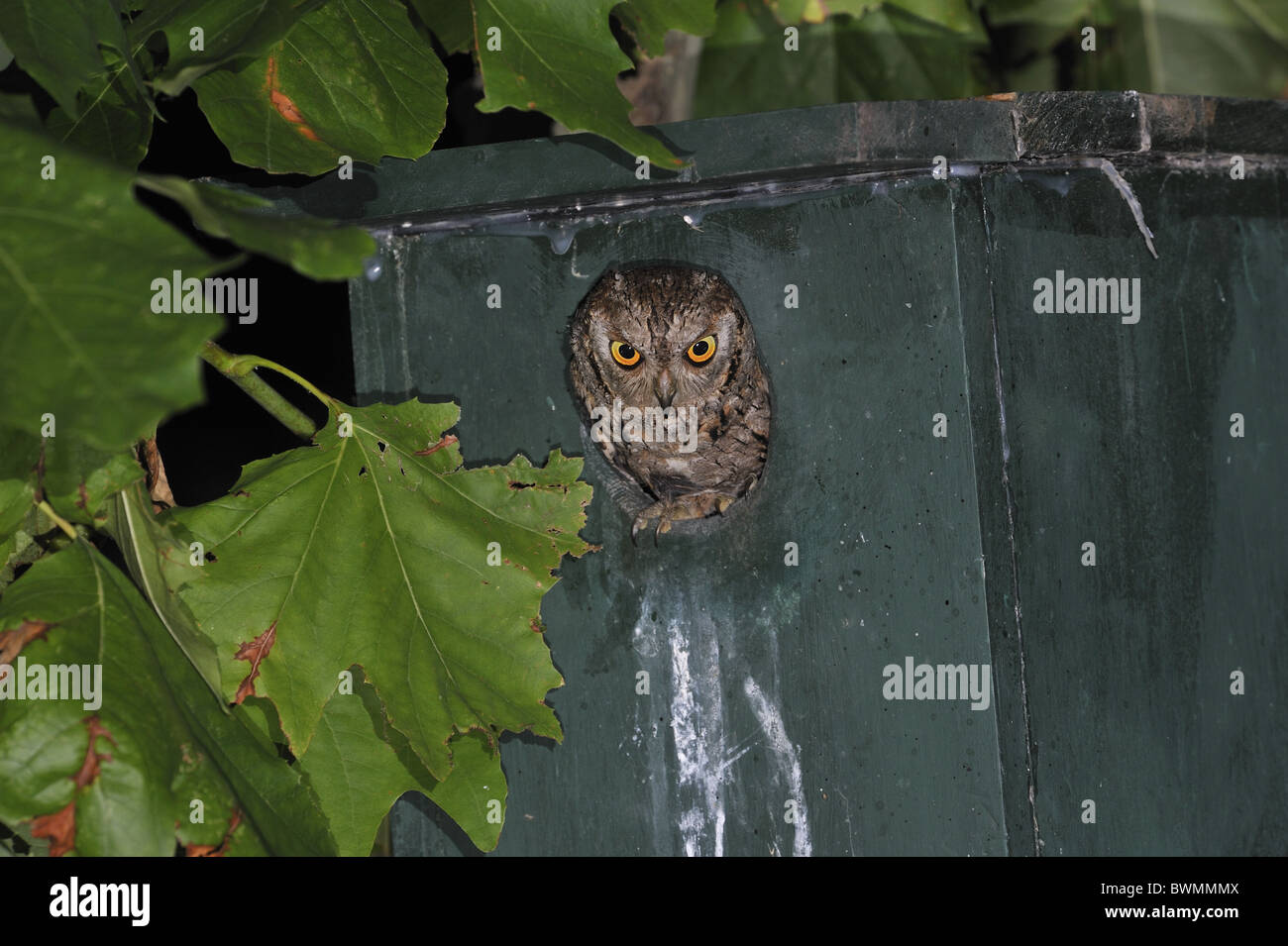 Scops owl - Eurasian scops owl - European scops owl (Otus scops) adult ...