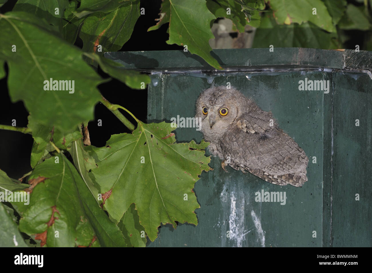 Scops Owl Eurasian Scops Owl European Scops Owl Otus Scops Chick Leaving The Nesting Box