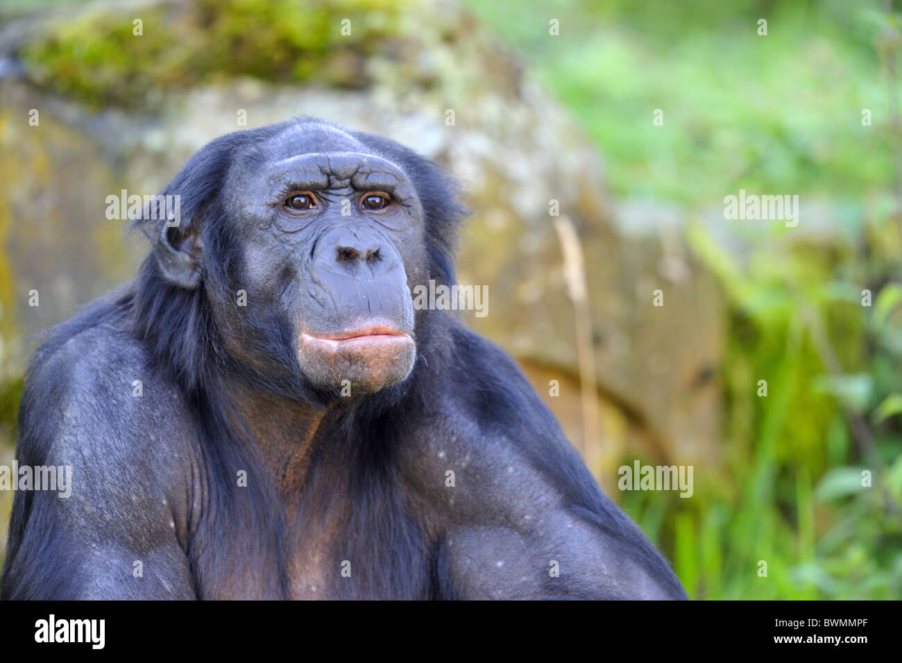 Bonobo - Pigmy chimpanzee - Dwarf chimpanzee (Pan paniscus) portrait of ...