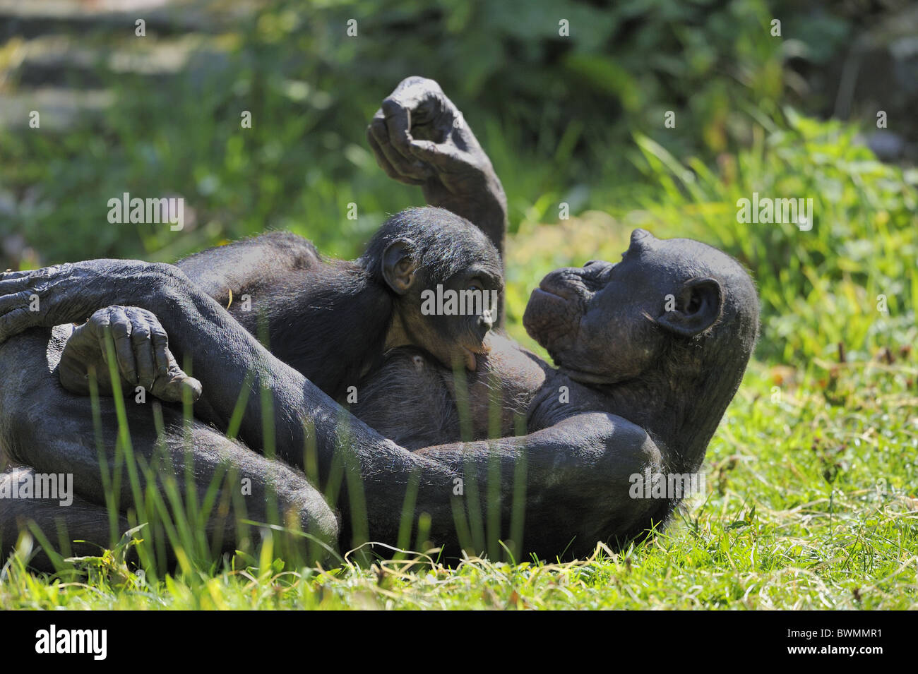 Bonobo - Pigmy chimpanzee - Dwarf chimpanzee (Pan paniscus) Mother ...