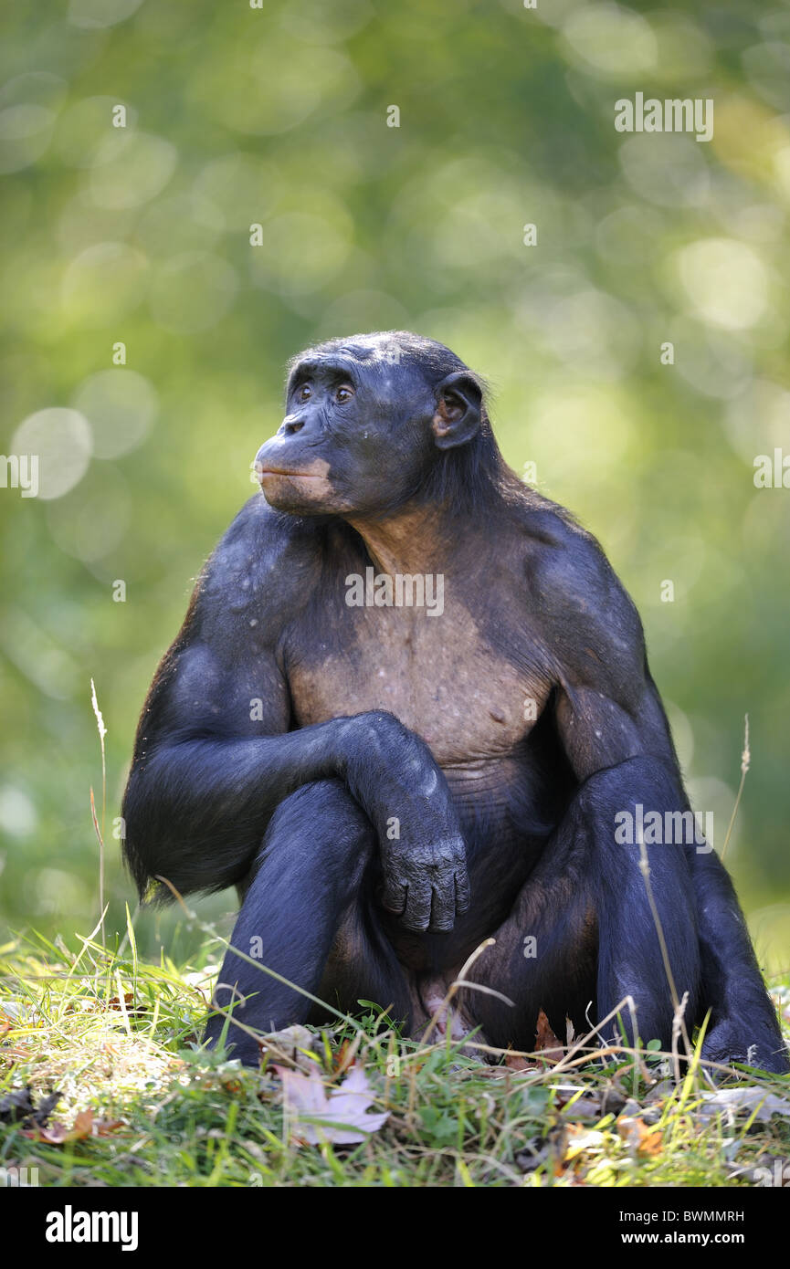Bonobo - Pigmy chimpanzee - Dwarf chimpanzee (Pan paniscus) male ...