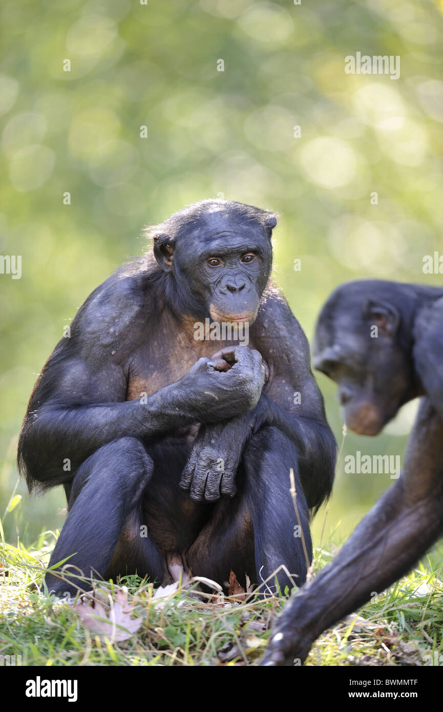 Bonobo - Pigmy chimpanzee - Dwarf chimpanzee (Pan paniscus) male ...