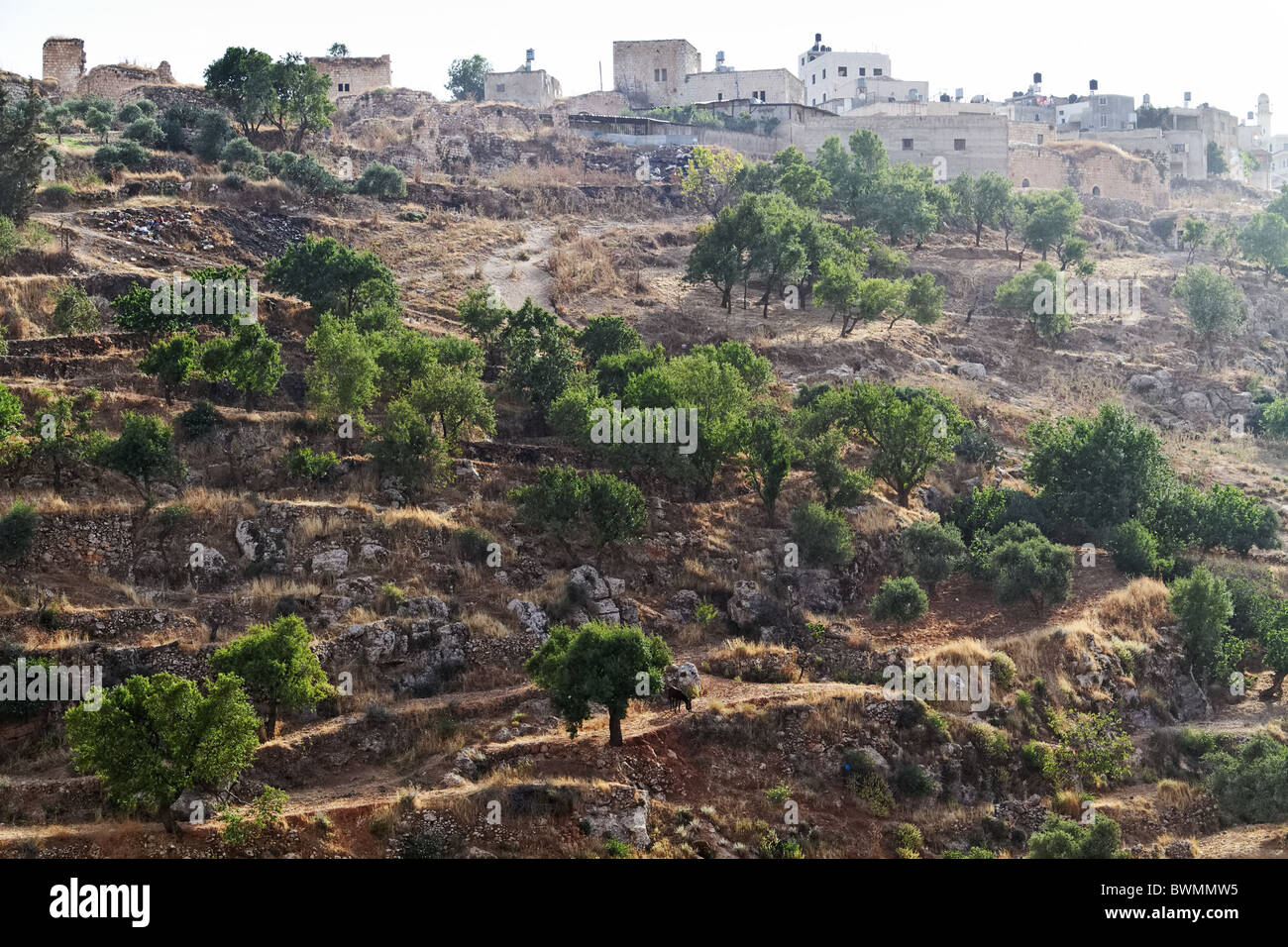 Palestinian Authority Ramallah area Christian village of Taybeh Stock ...