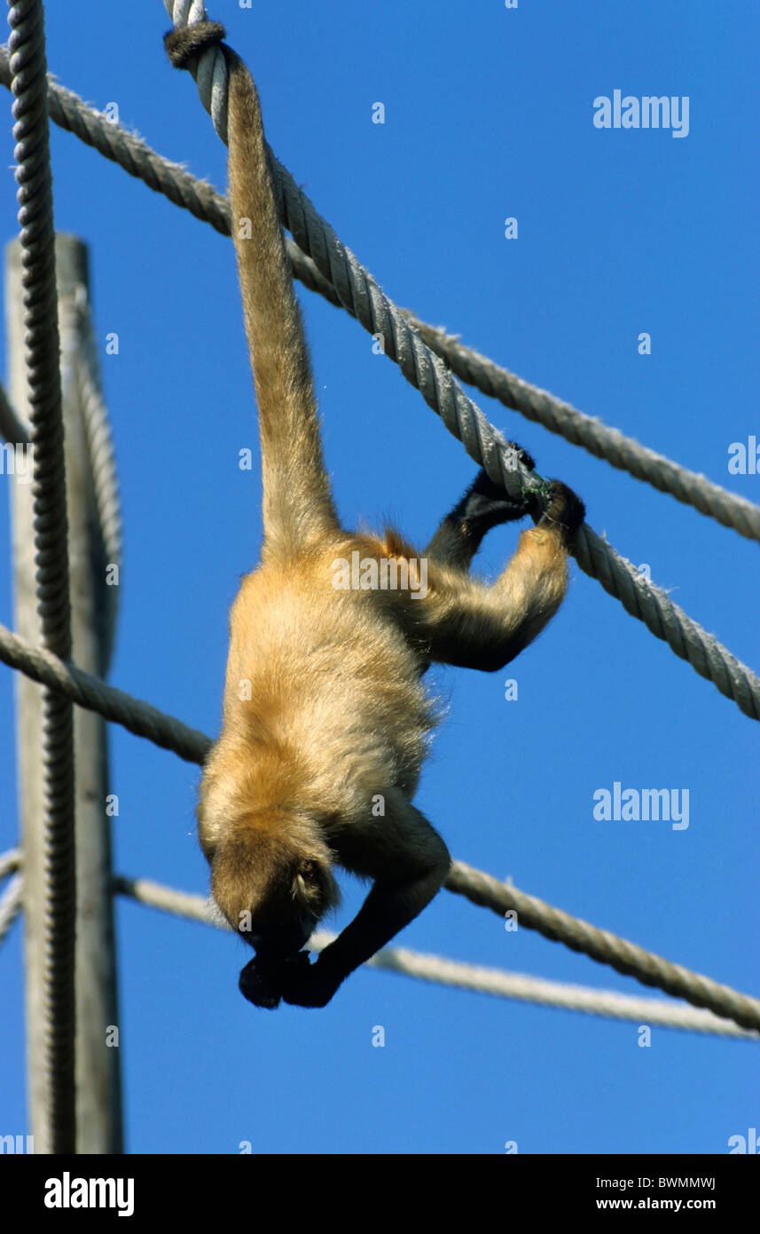 Monkey hanging from tail hi-res stock photography and images - Alamy