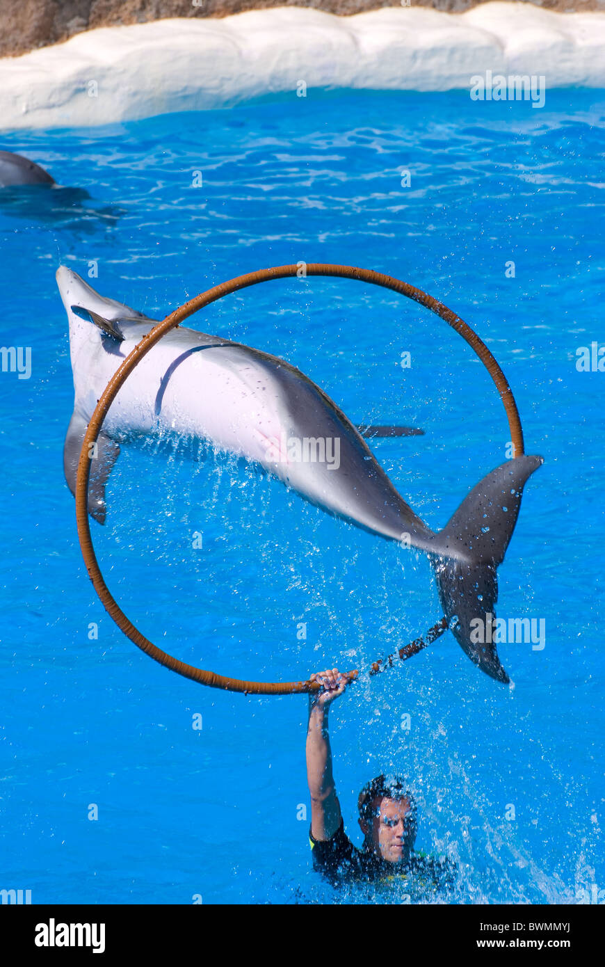 Animal training jump hi-res stock photography and images - Alamy